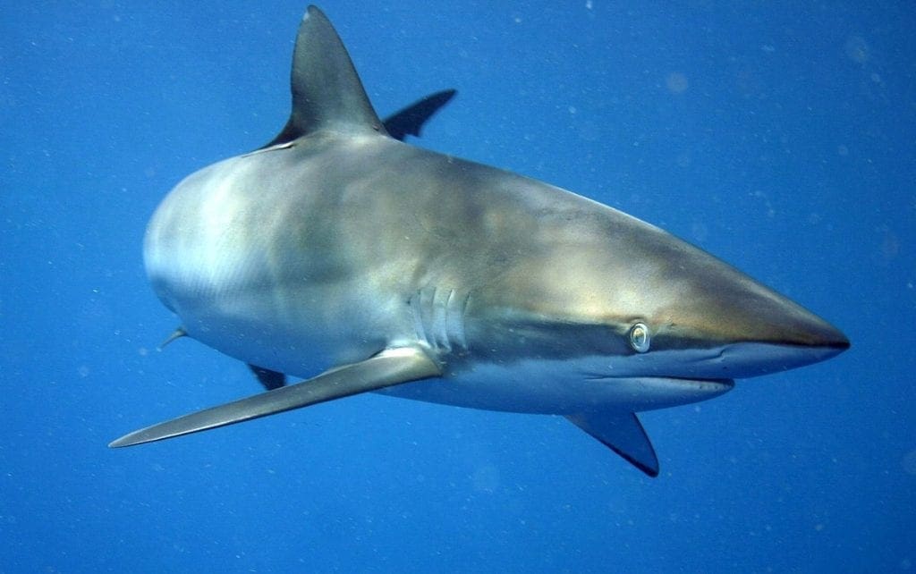 The Sharks Of The Bahamas - Meet The Island's Most Iconic Species | Wildest