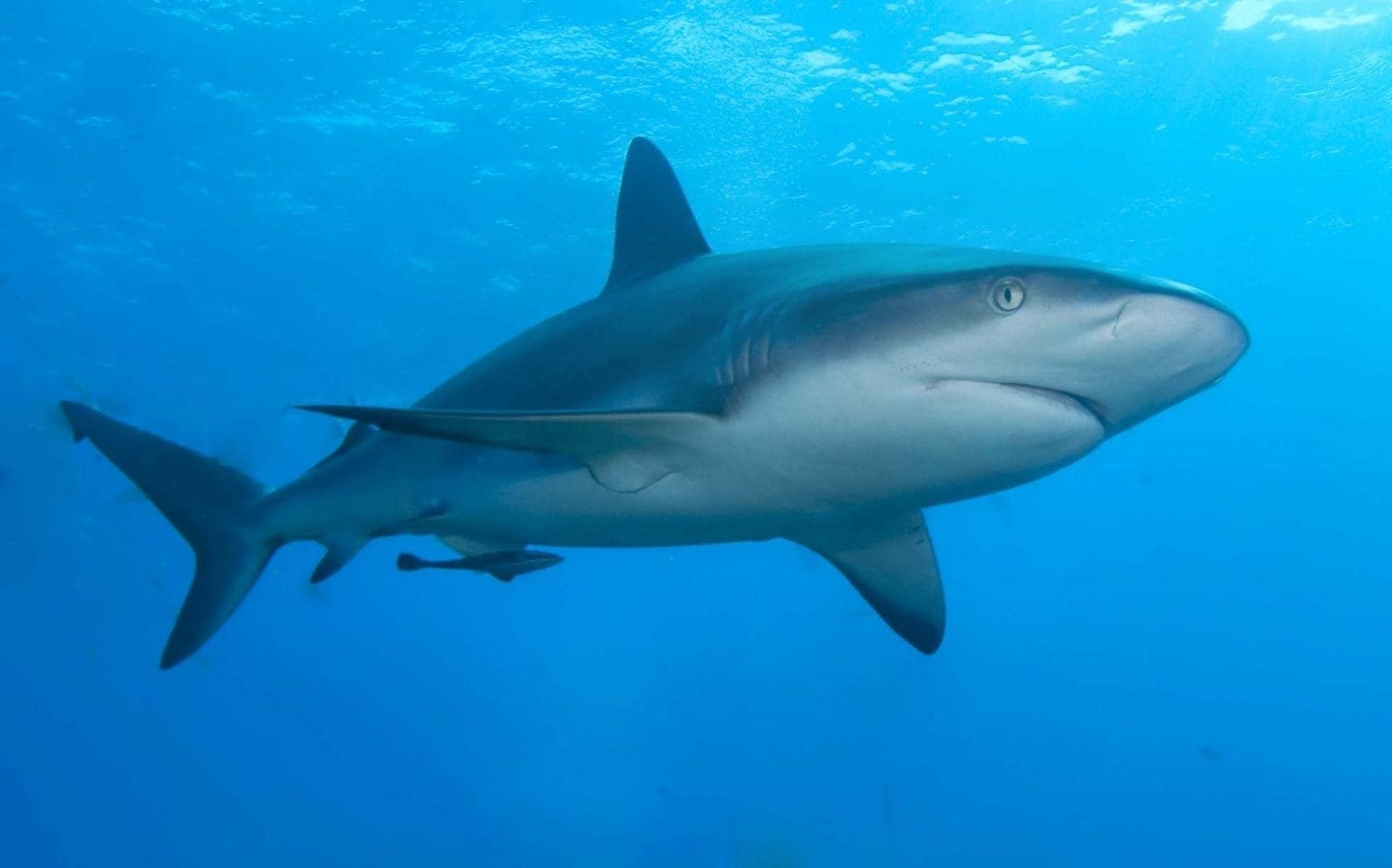 The Sharks Of The Bahamas - Meet The Island's Most Iconic Species | Wildest