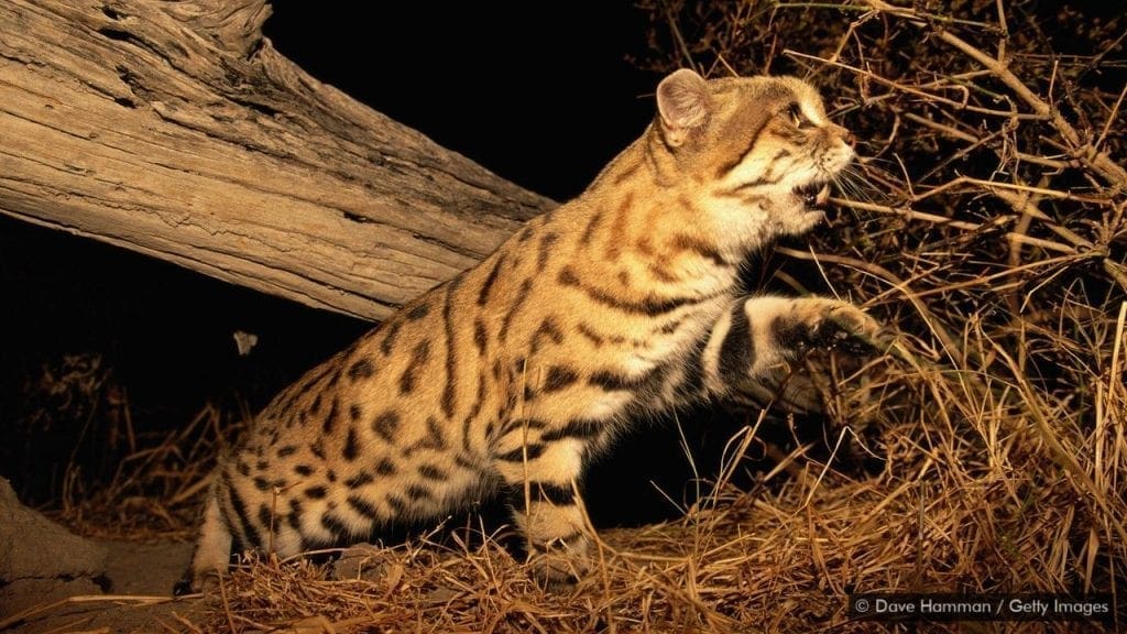 The 10 Species of African Cats | Wildest