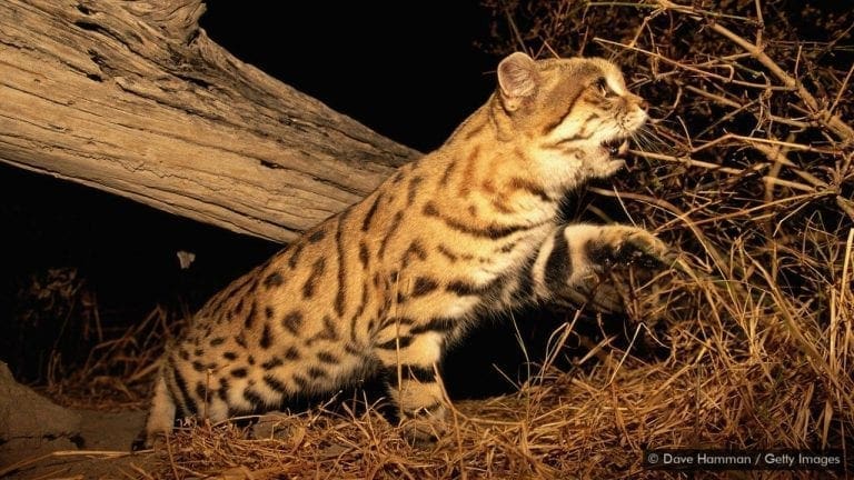 The 10 Species of African Cats | Wildest