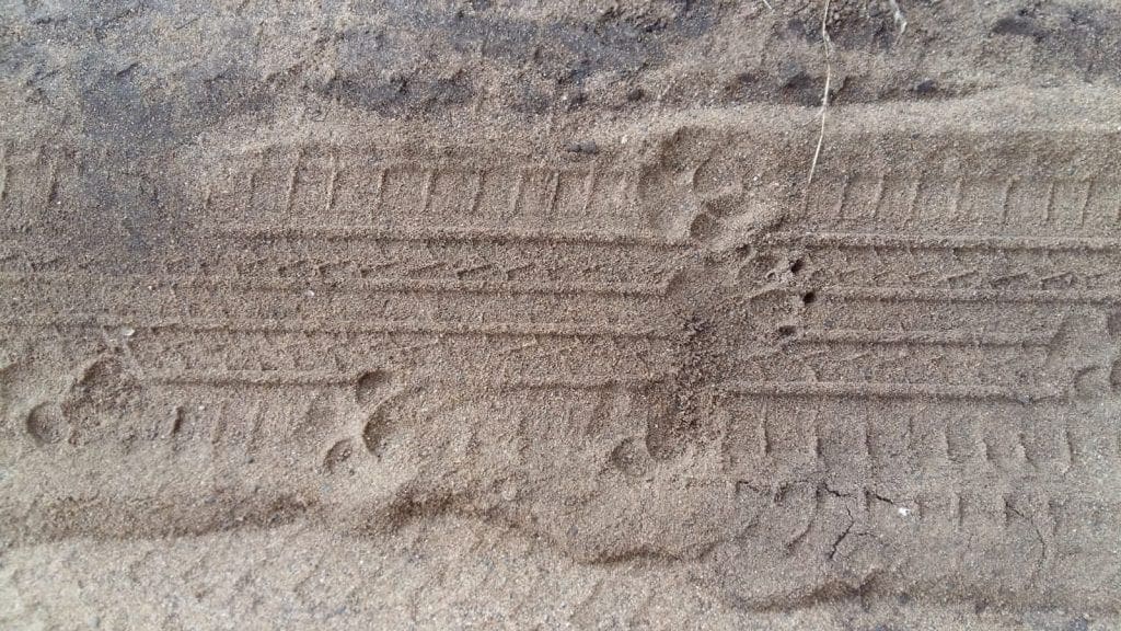 Identifying Big Cat Tracks in Africa | Wildest