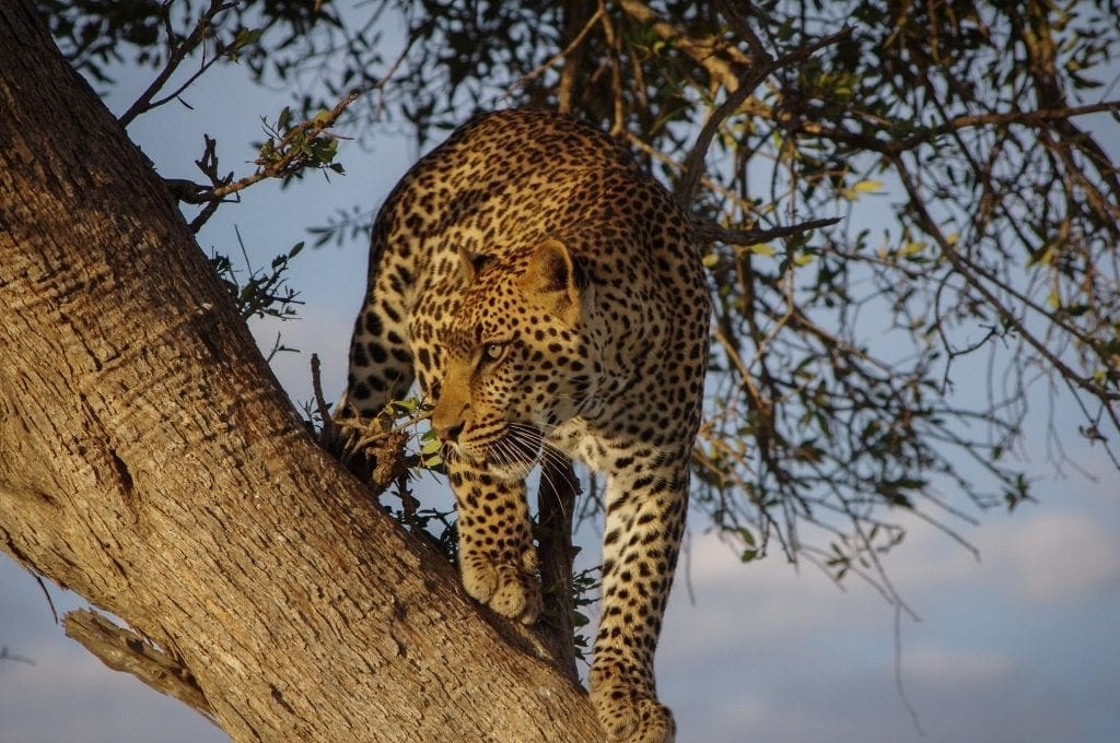 The 10 Species of African Cats | Wildest