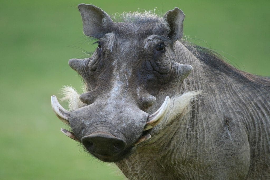 What are the "Ugly Five" Animals Of Africa?