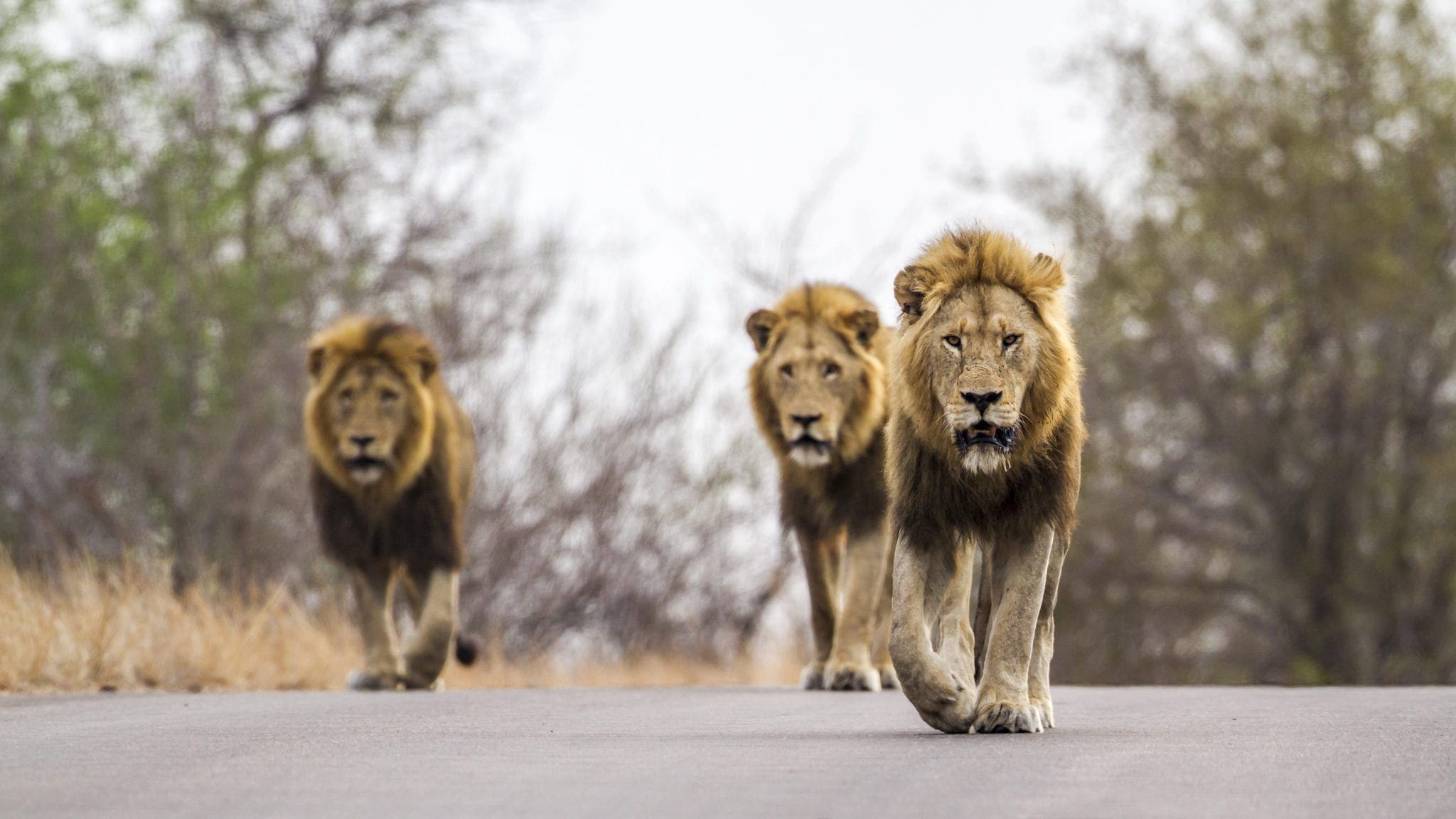 The 13 Most Iconic Animals In Africa and Where To Find Them | Wildest