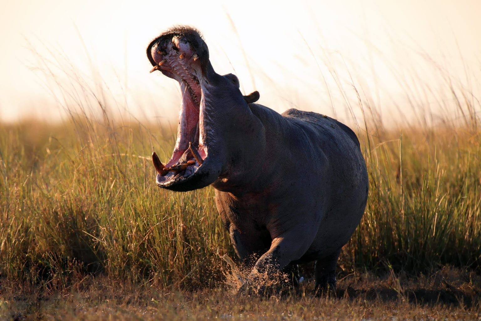 The 13 Most Iconic Animals In Africa and Where To Find Them | Wildest