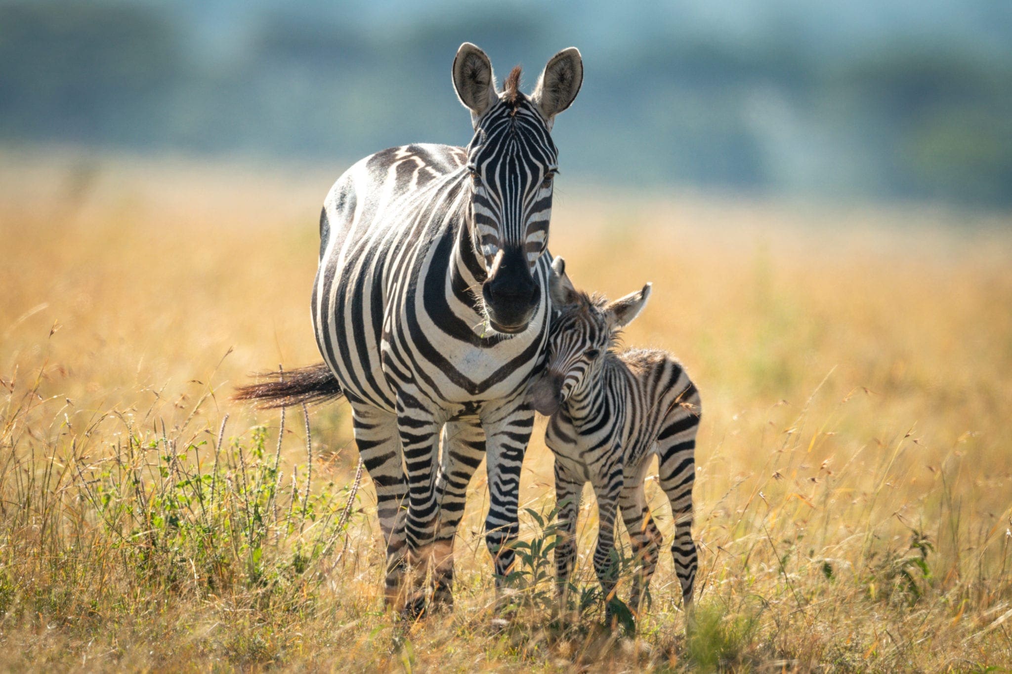 The 13 Most Iconic Animals In Africa and Where To Find Them | Wildest