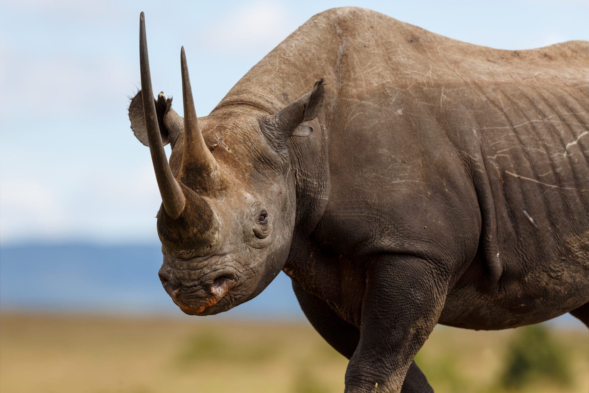 The 13 Most Iconic Animals In Africa and Where To Find Them | Wildest