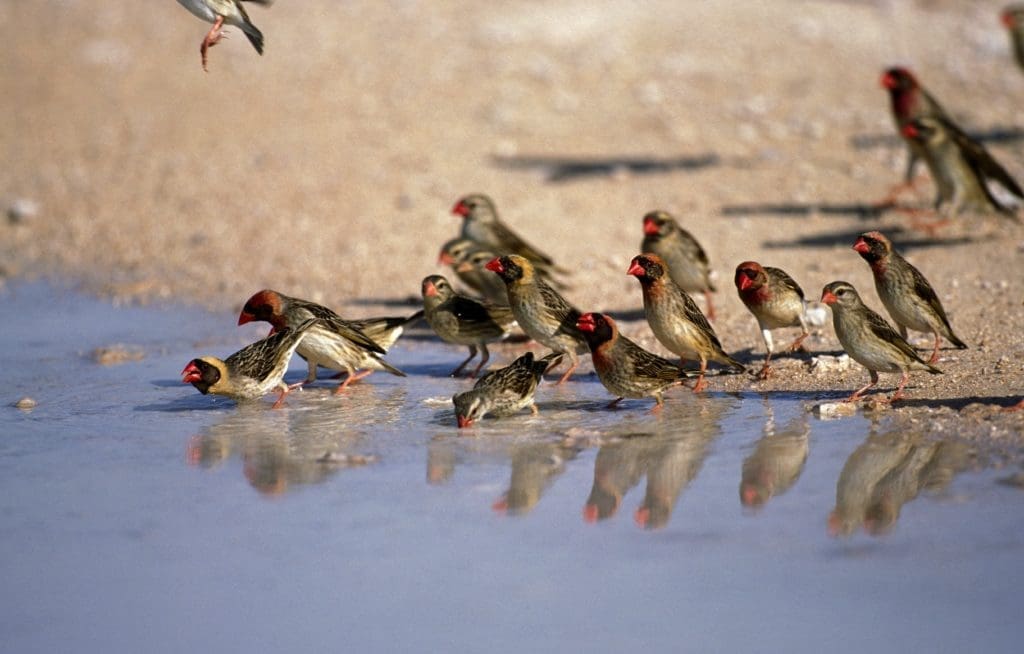 The Little Five Animals Of Africa | Wildest