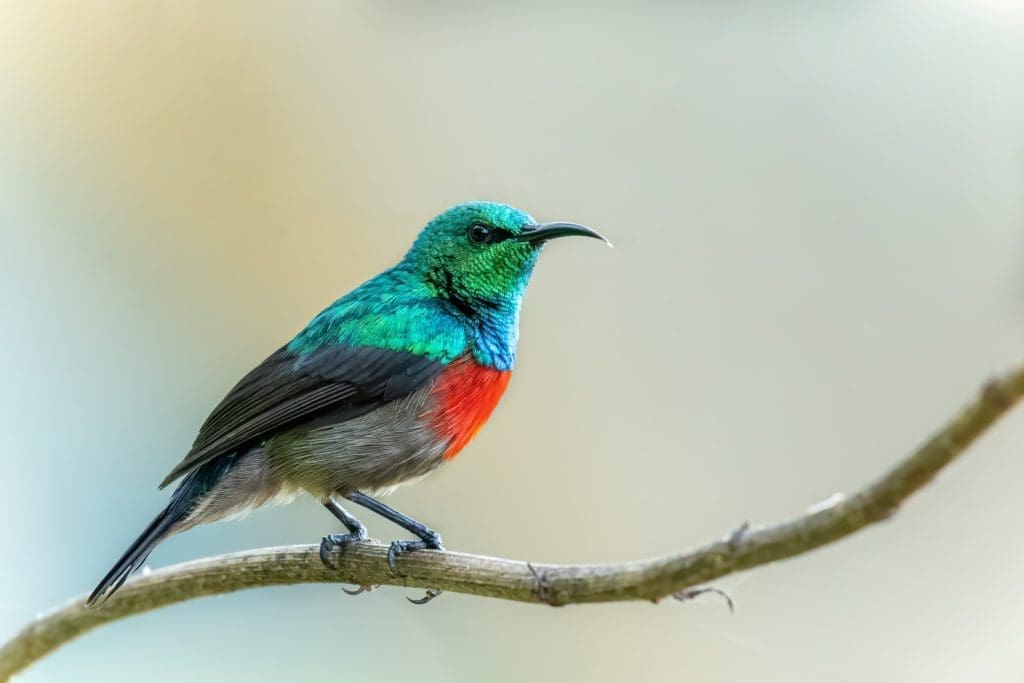 12 Of The Most Iconic Bird Species in Africa | Wildest