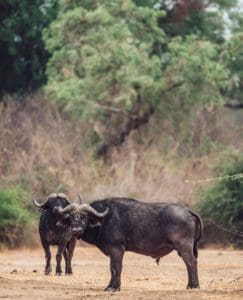 Get To Know The Cape Buffalo | Wildest