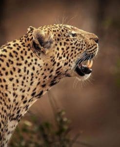 Get To Know The African Leopard | Wildest