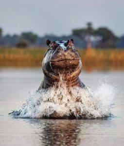 Get To Know The Hippo - Facts, Myths, Where to see them | Wildest