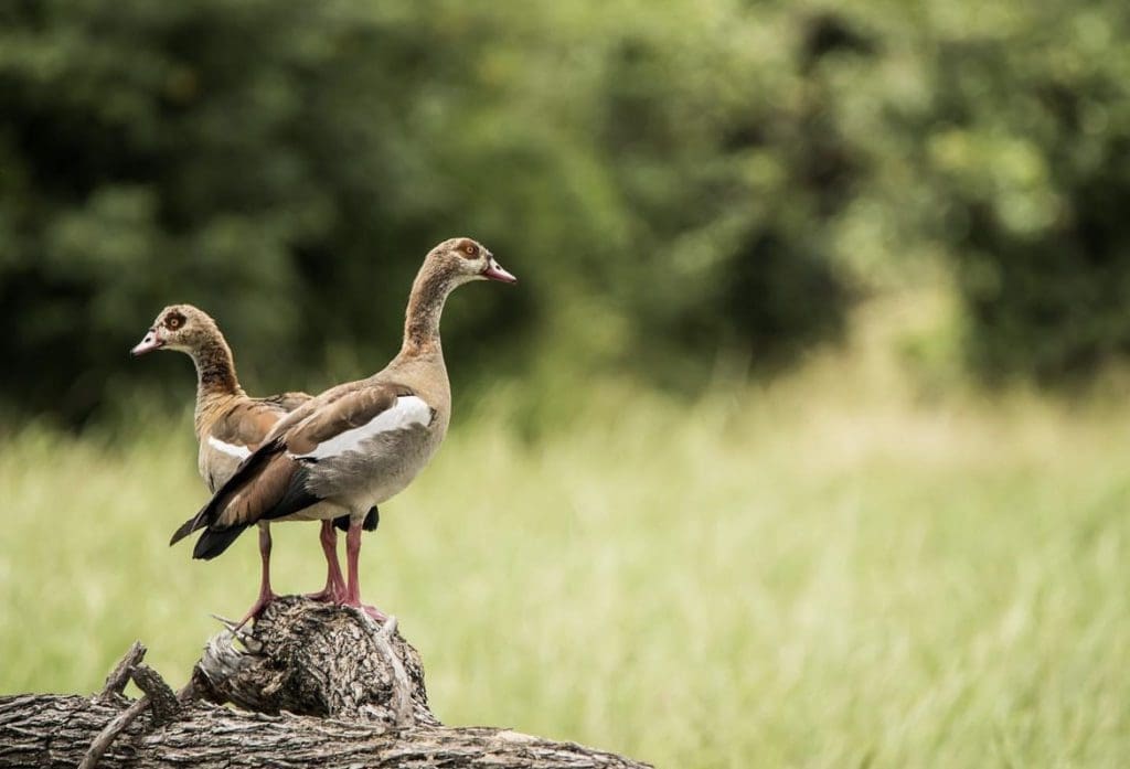 15 Birds in South Africa to Look for on Safari | Wildest