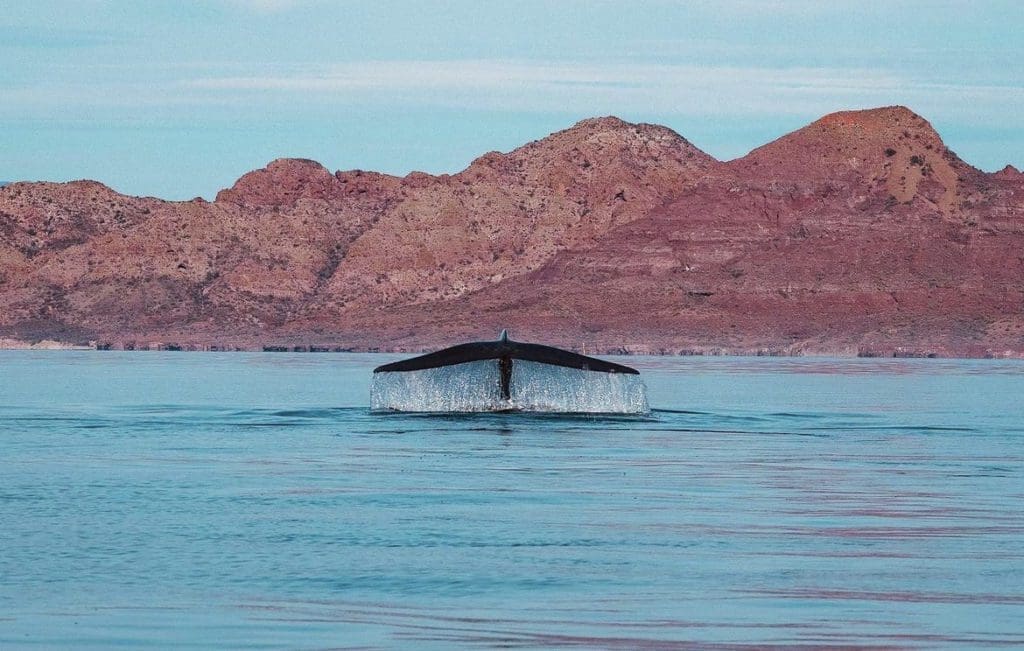 Get To Know The Blue Whale | Wildest