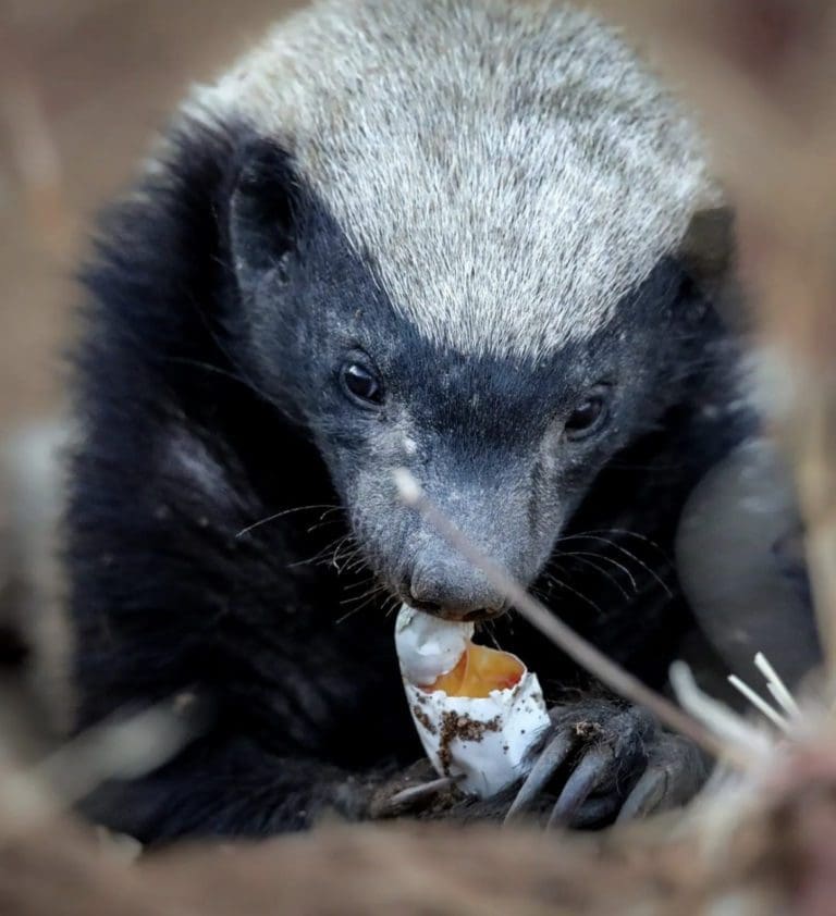 Get To Know the Honey Badger | Wildest