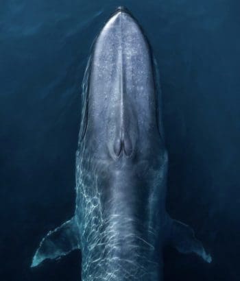 Get To Know The Blue Whale | Wildest