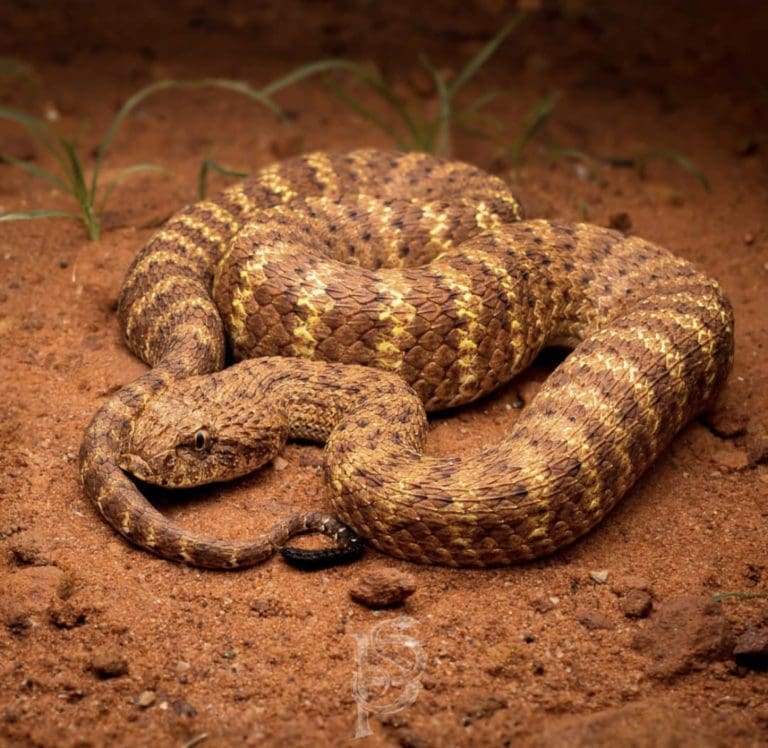 The Ten Most Venomous Snakes in Australia | Wildest