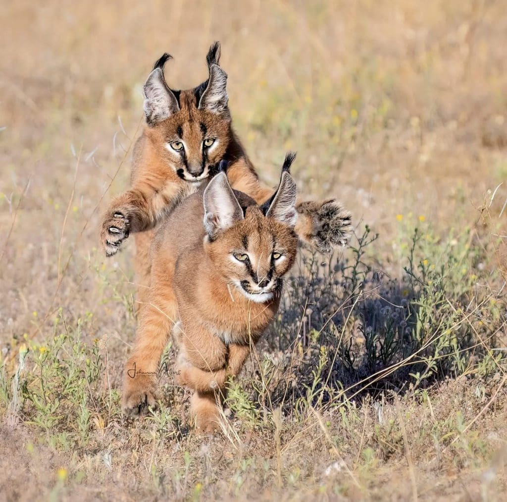 Get To Know The Caracal | Wildest