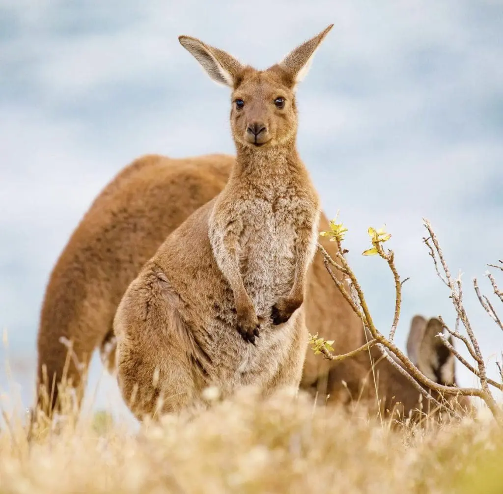 Get To Know the Kangaroo | Wildest
