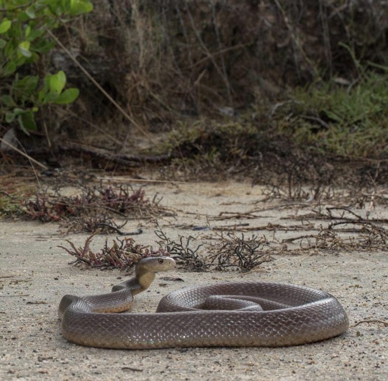 The Ten Most Venomous Snakes in Australia | Wildest