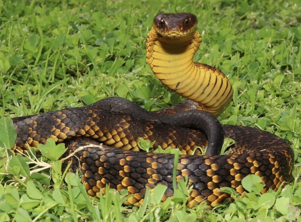 The Ten Most Venomous Snakes in Australia | Wildest
