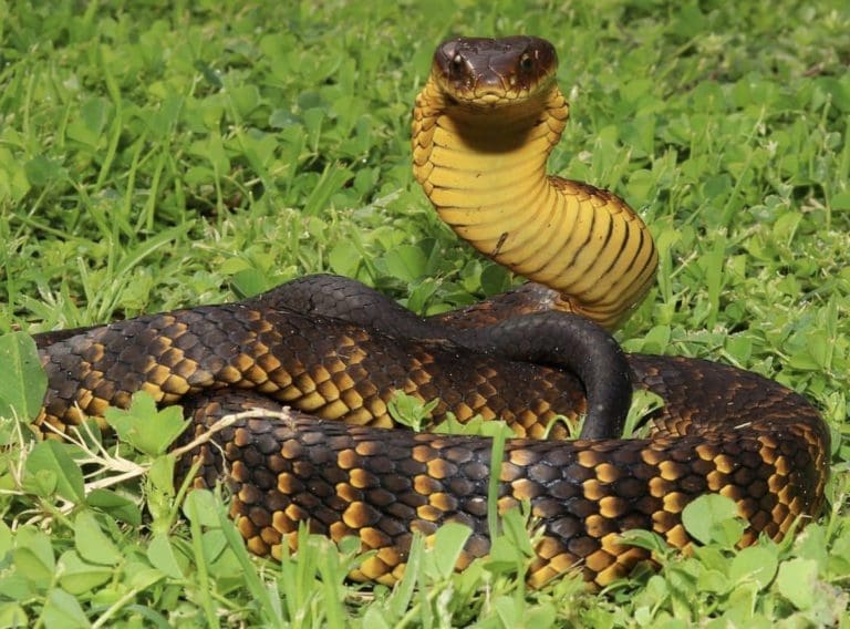 The Ten Most Venomous Snakes in Australia | Wildest