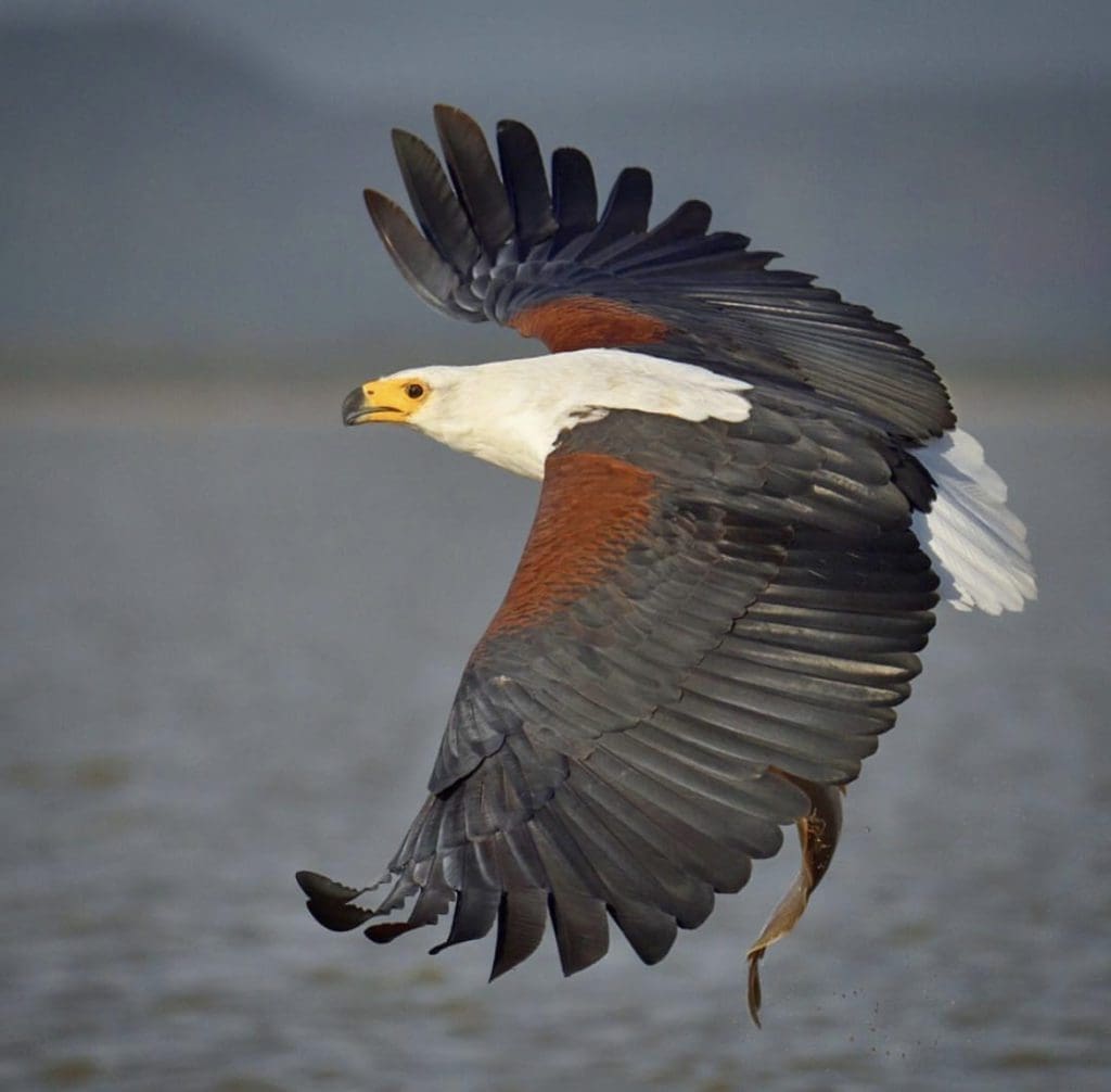 Get To Know The African Fish Eagle | Wildest