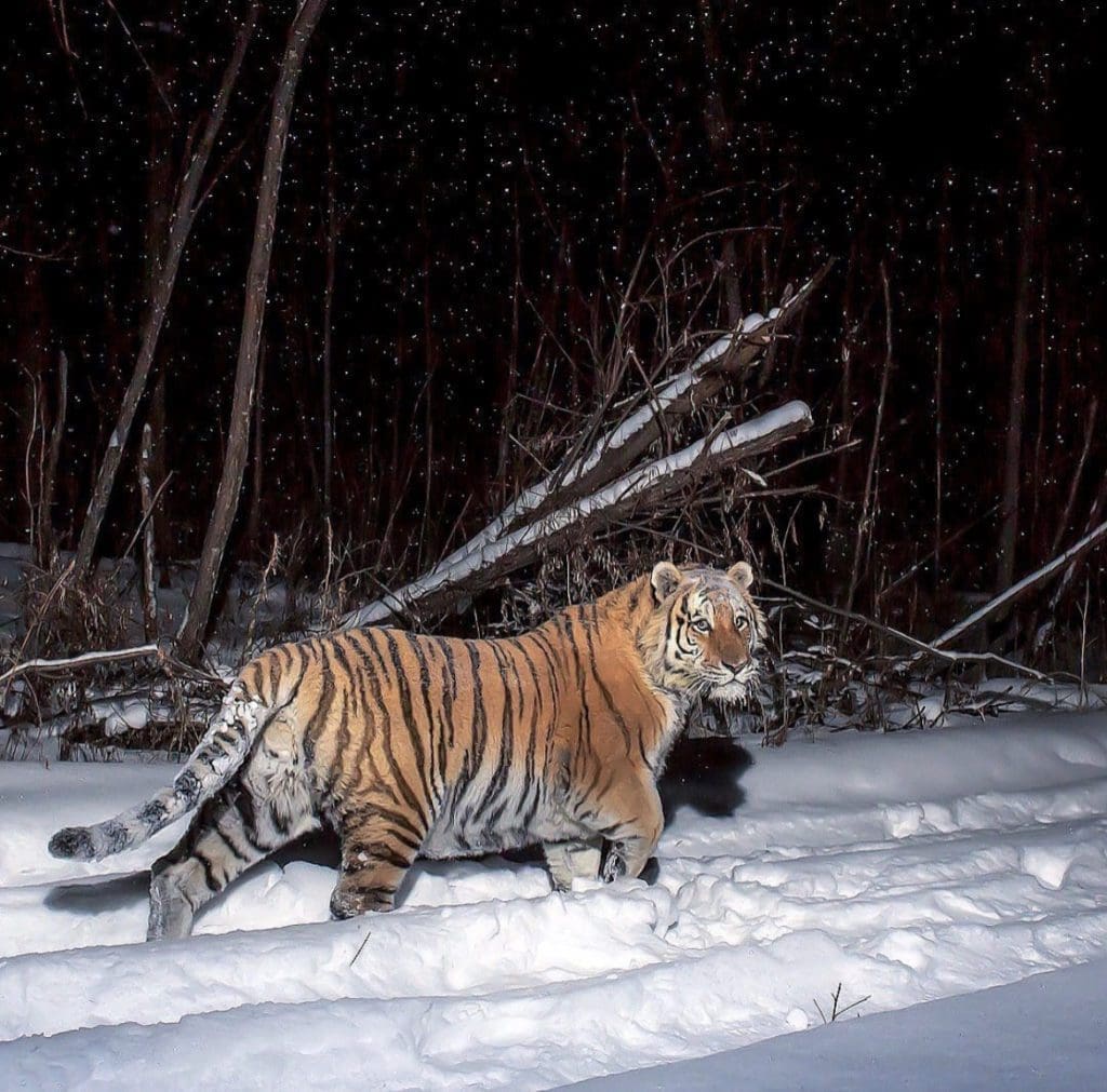 Get To Know the Siberian Tiger | Wildest
