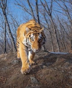 Get To Know the Amur Tiger | Wildest