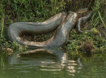 Get To Know The Anaconda | Wildest