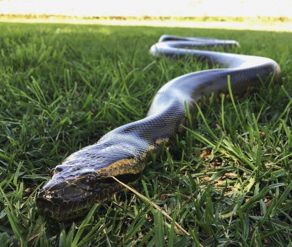 Get To Know The Anaconda | Wildest