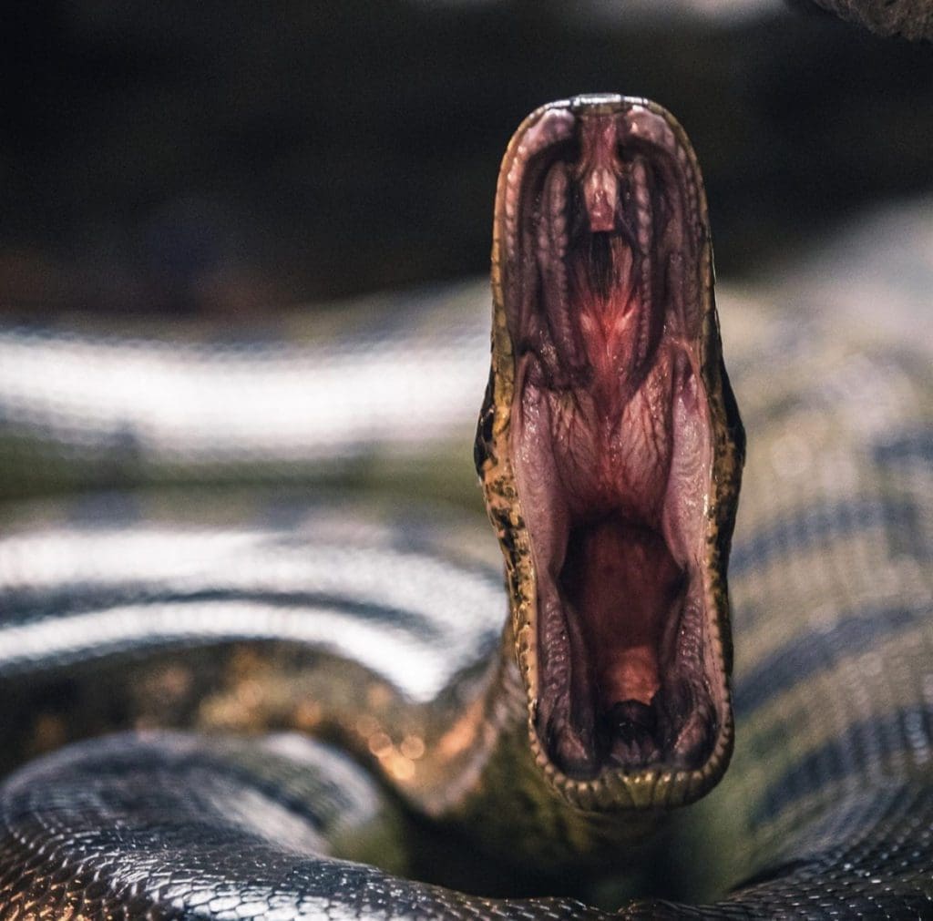 Get To Know The Anaconda | Wildest