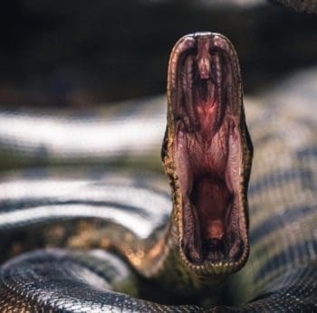 Get To Know The Anaconda | Wildest
