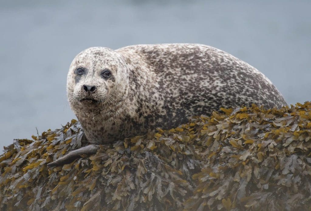 16 Incredible Wildlife Species in the United Kingdom | Wildest