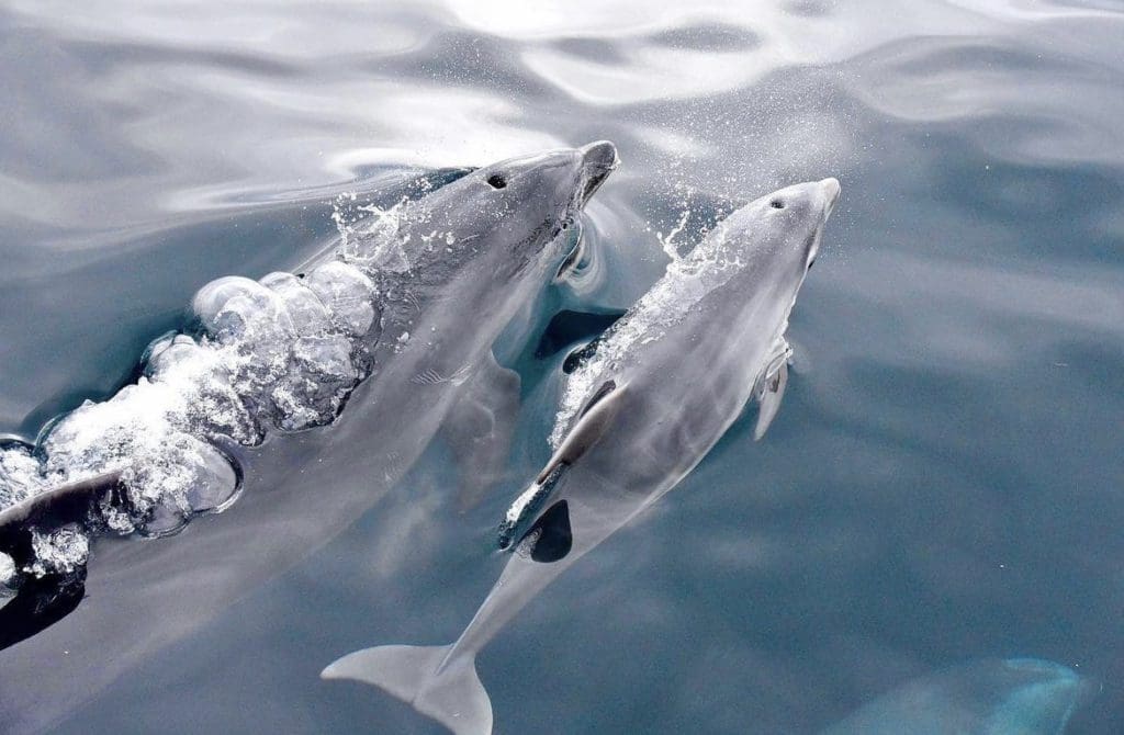 16 Incredible Wildlife Species in the United Kingdom | Wildest