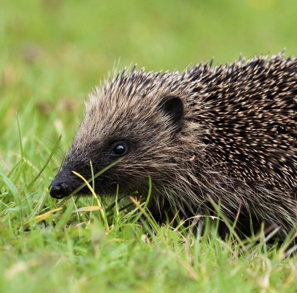 16 Incredible Wildlife Species in the United Kingdom | Wildest
