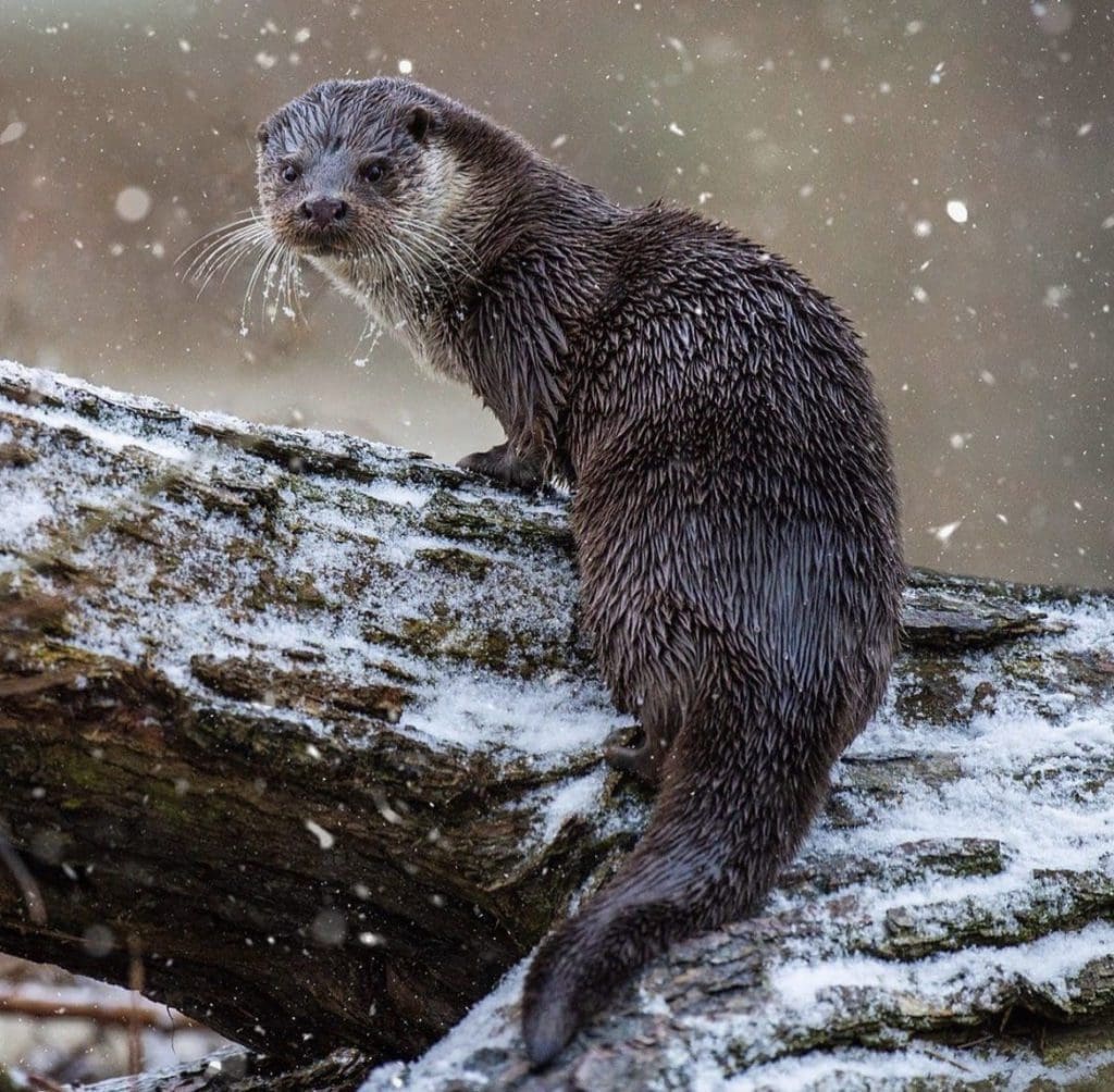 16 Incredible Wildlife Species in the United Kingdom | Wildest