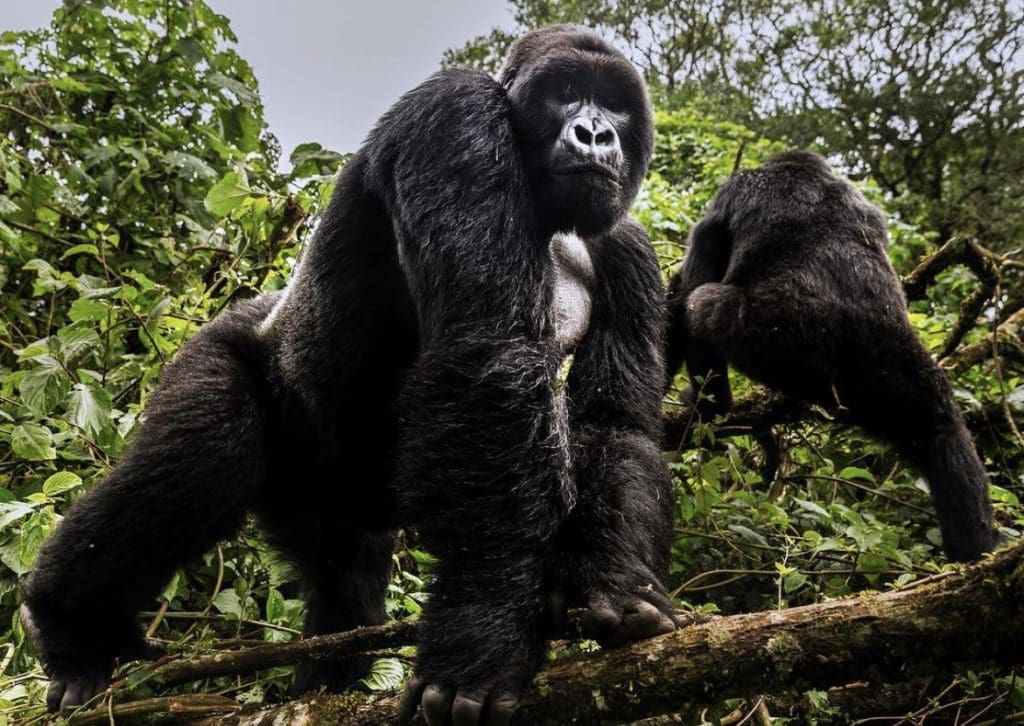 The Ultimate Guide to Virunga National Park: Unveiling the Jewel of Africa | Wildest