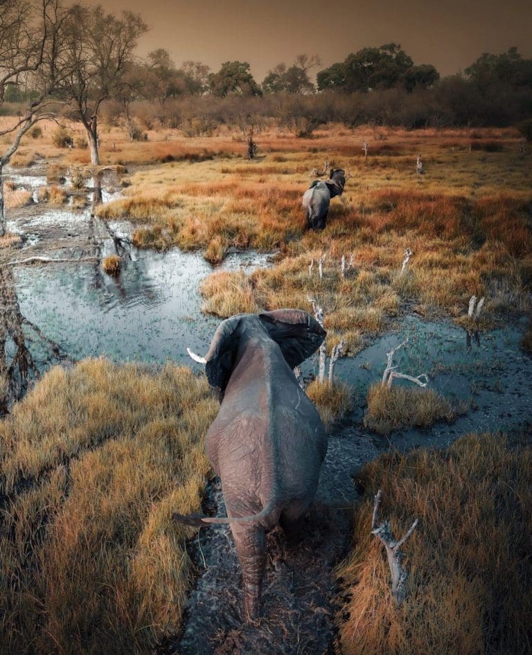 The Ultimate Guide to the Okavango Delta: A Journey into Untamed ...