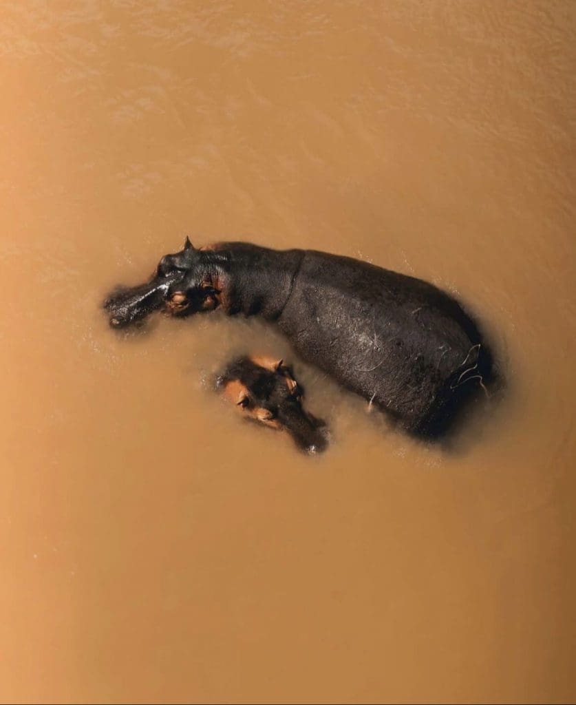 How Fast Can A Hippo Run? | Wildest