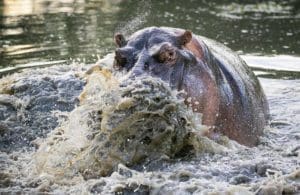 How Fast Can A Hippo Run? | Wildest