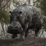 How Fast Can A Hippo Run? | Wildest