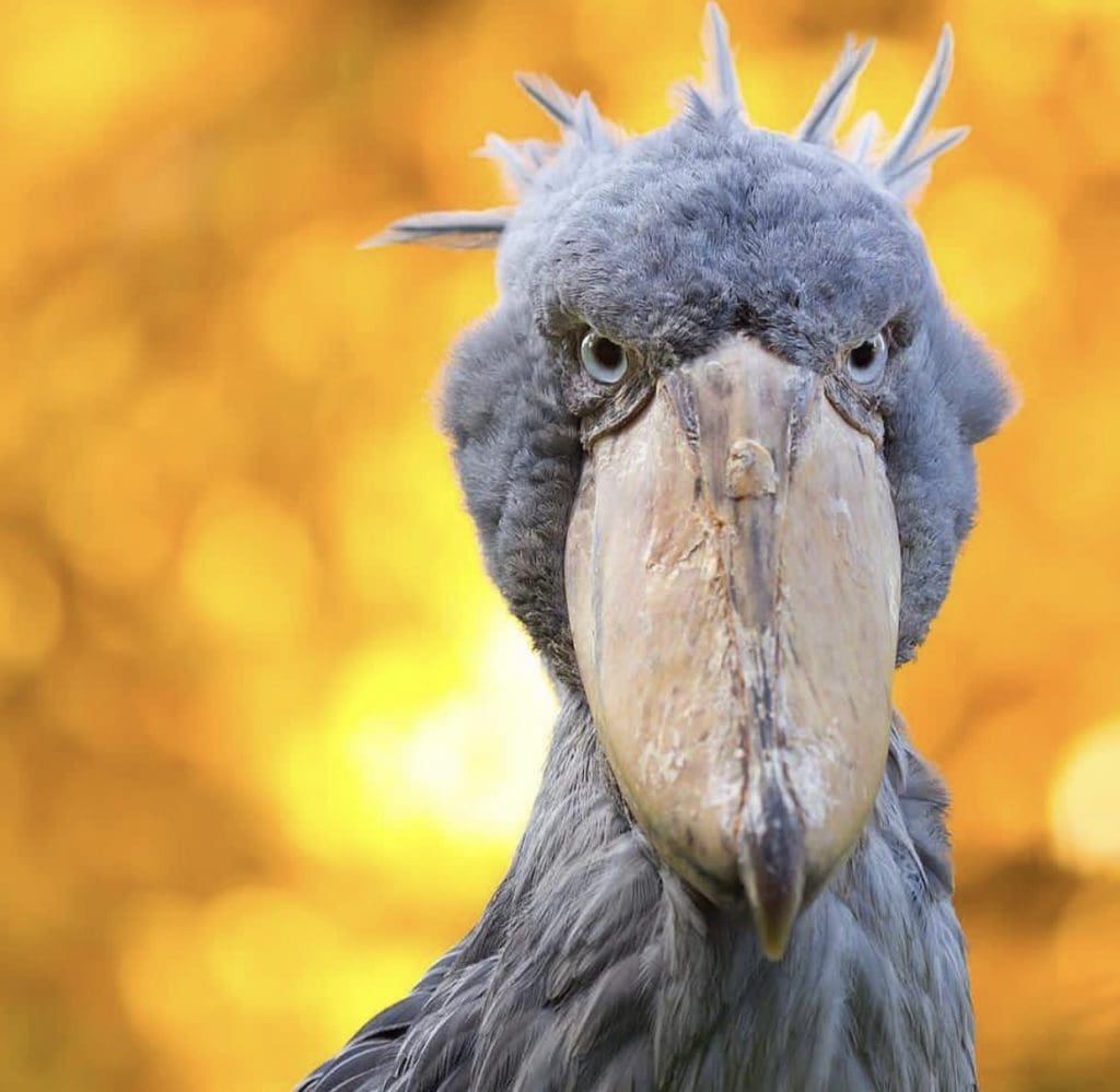 Get To Know The Shoebill Stork | Wildest