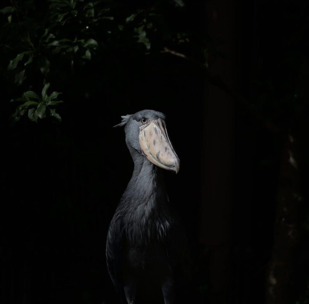 Get To Know The Shoebill Stork | Wildest