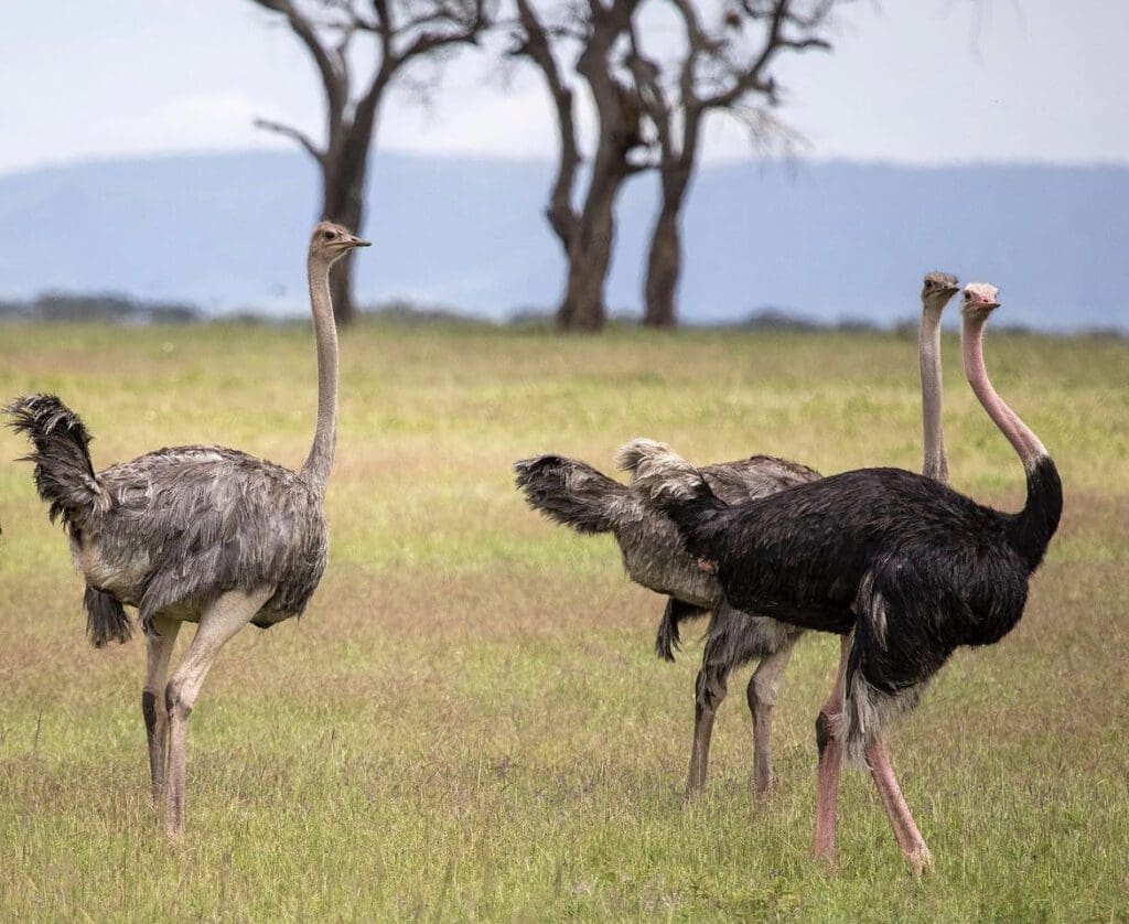 How Fast Can An Ostrich Run? | Wildest