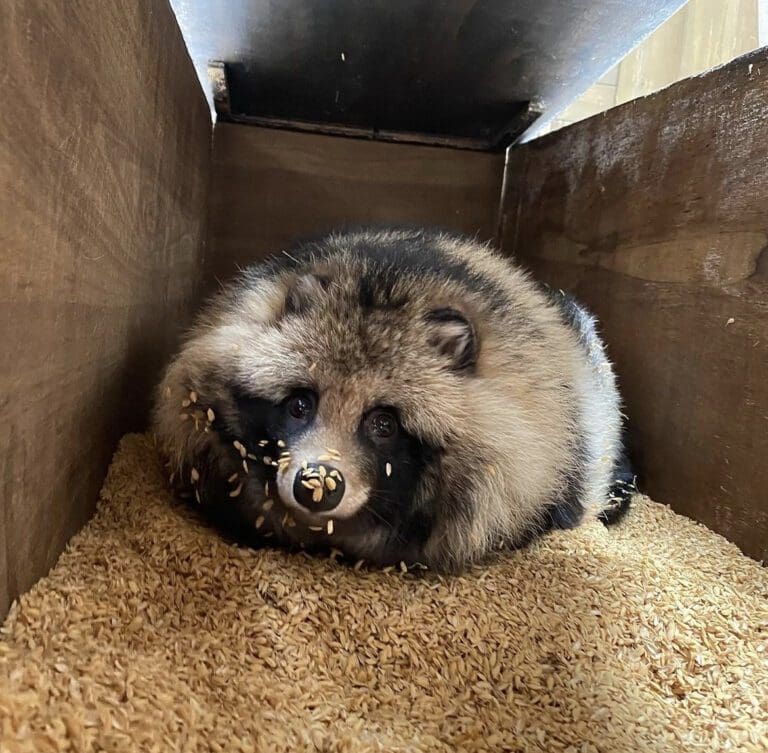 20 of the Most Awesome Animals In Japan | Wildest