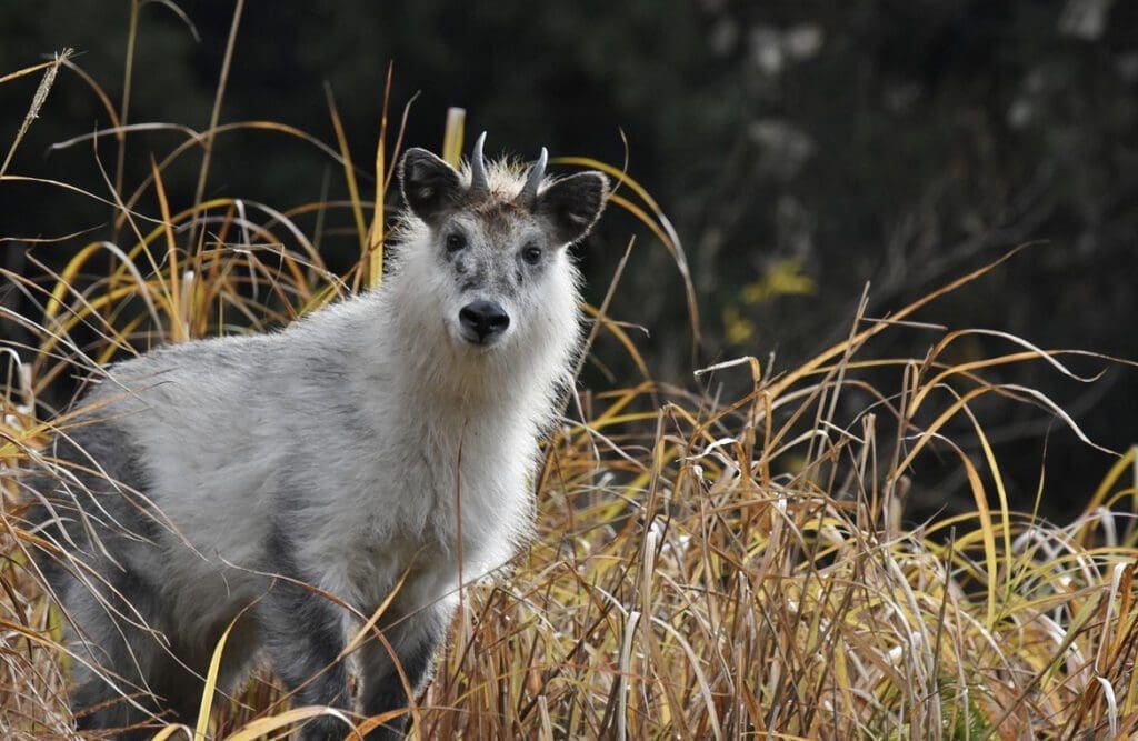20 of the Most Awesome Animals In Japan | Wildest