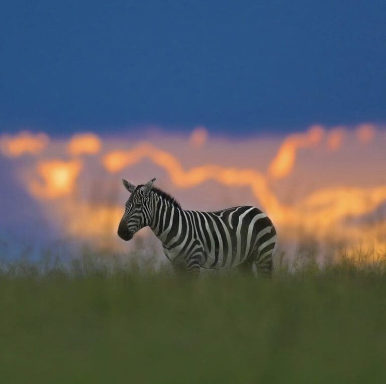 Get To Know The Zebra | Wildest