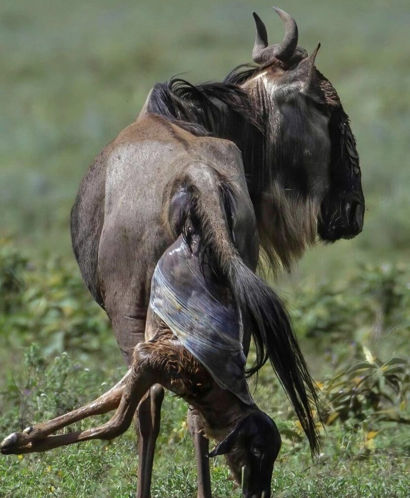 Get To Know The Blue Wildebeest | Wildest