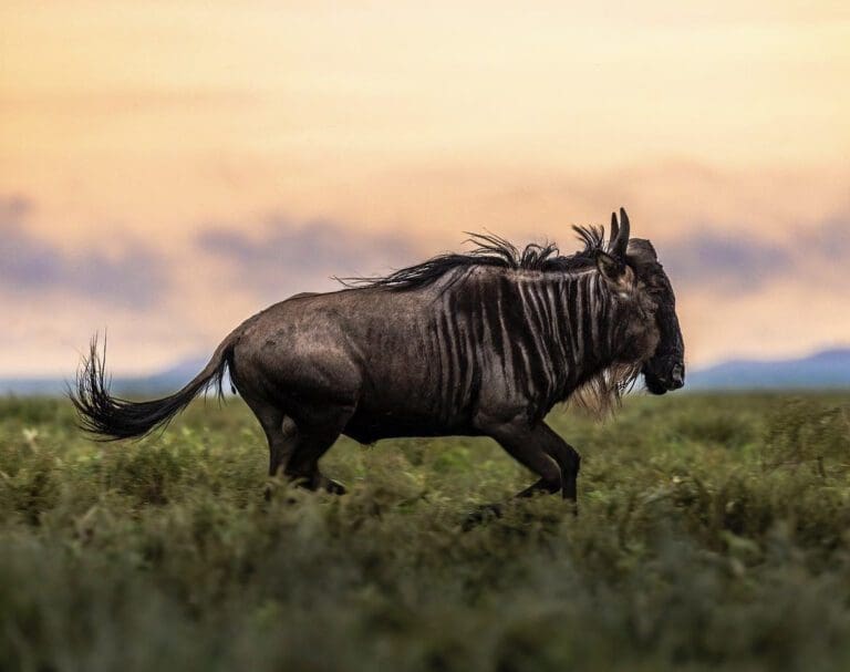 Get To Know The Blue Wildebeest | Wildest